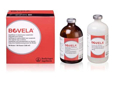 BVD virus bij rundvee I veegezondheid.nl